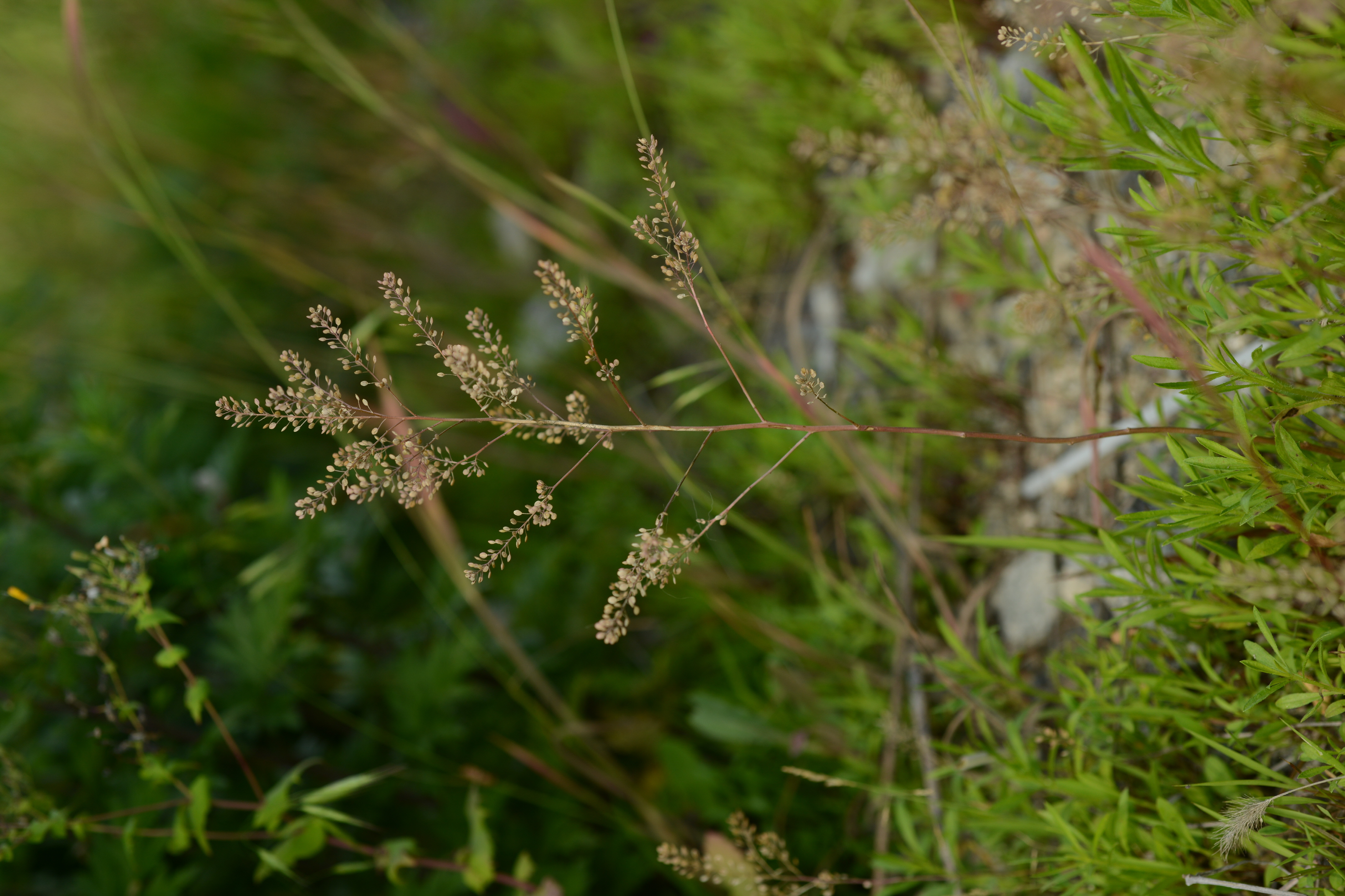 국립생물자원관 한반도의 생물다양성