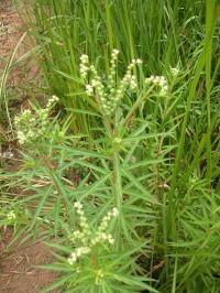 국립생물자원관 한반도의 생물다양성