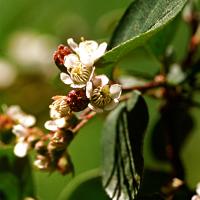 국립생물자원관 한반도의 생물다양성