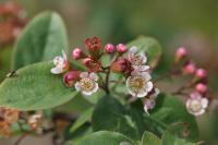 국립생물자원관 한반도의 생물다양성