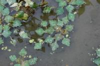 국립생물자원관 한반도의 생물다양성