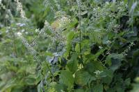 국립생물자원관 한반도의 생물다양성