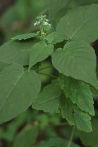 국립생물자원관 한반도의 생물다양성