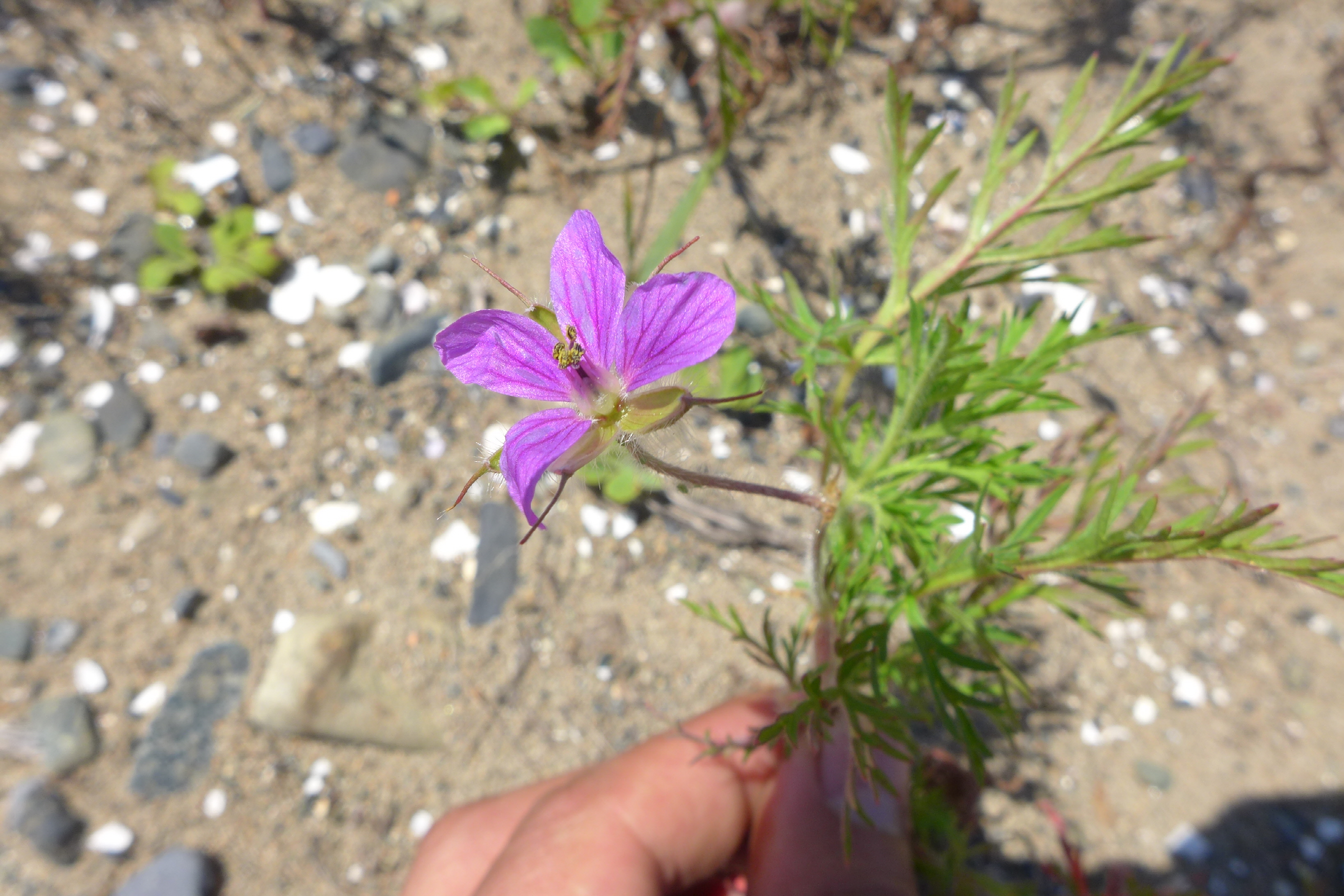 국립생물자원관 한반도의 생물다양성