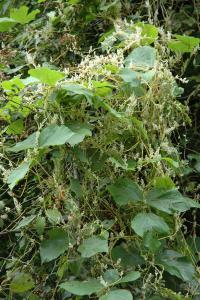 국립생물자원관 한반도의 생물다양성