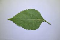 국립생물자원관 한반도의 생물다양성