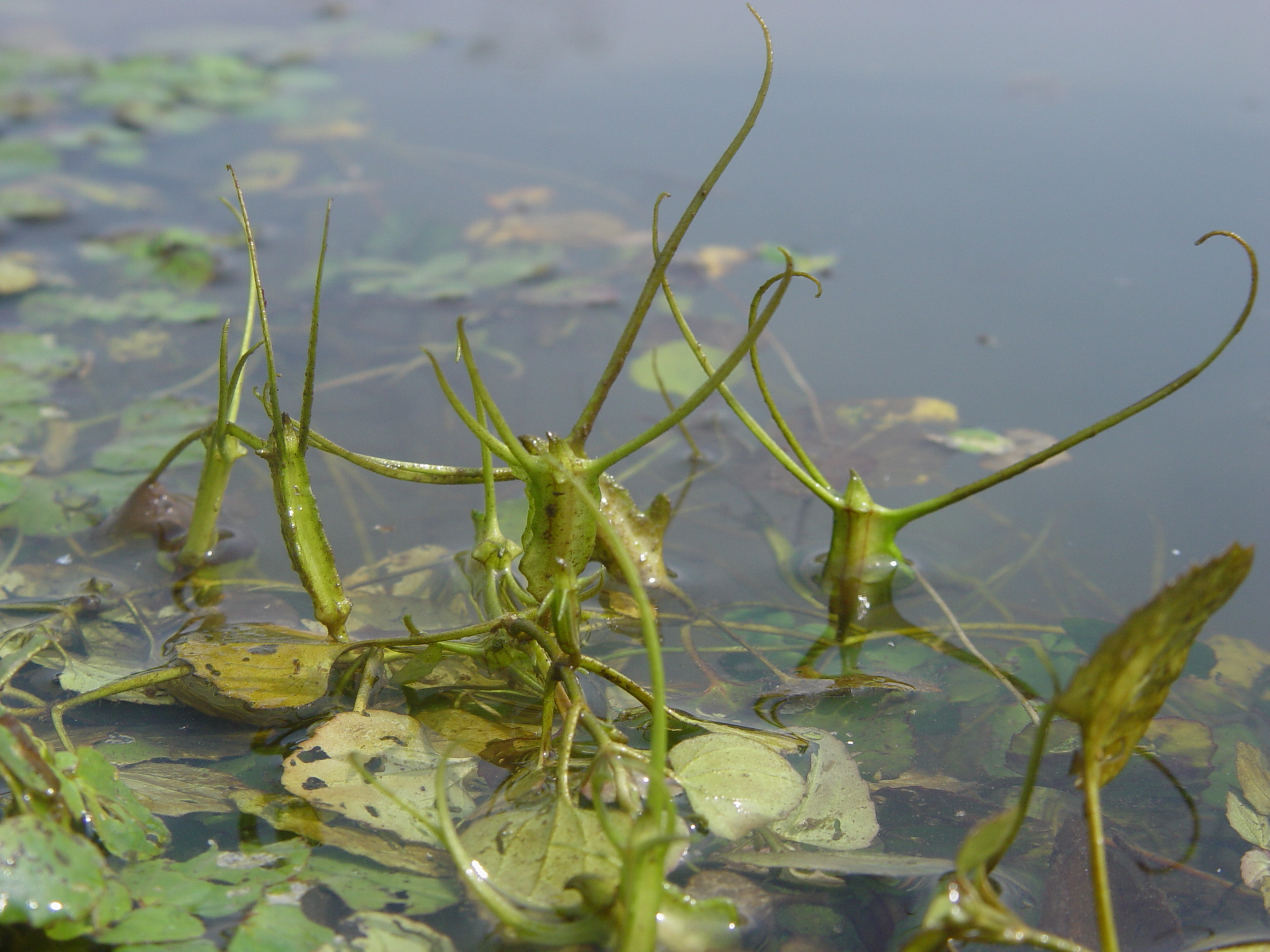 국립생물자원관 한반도의 생물다양성