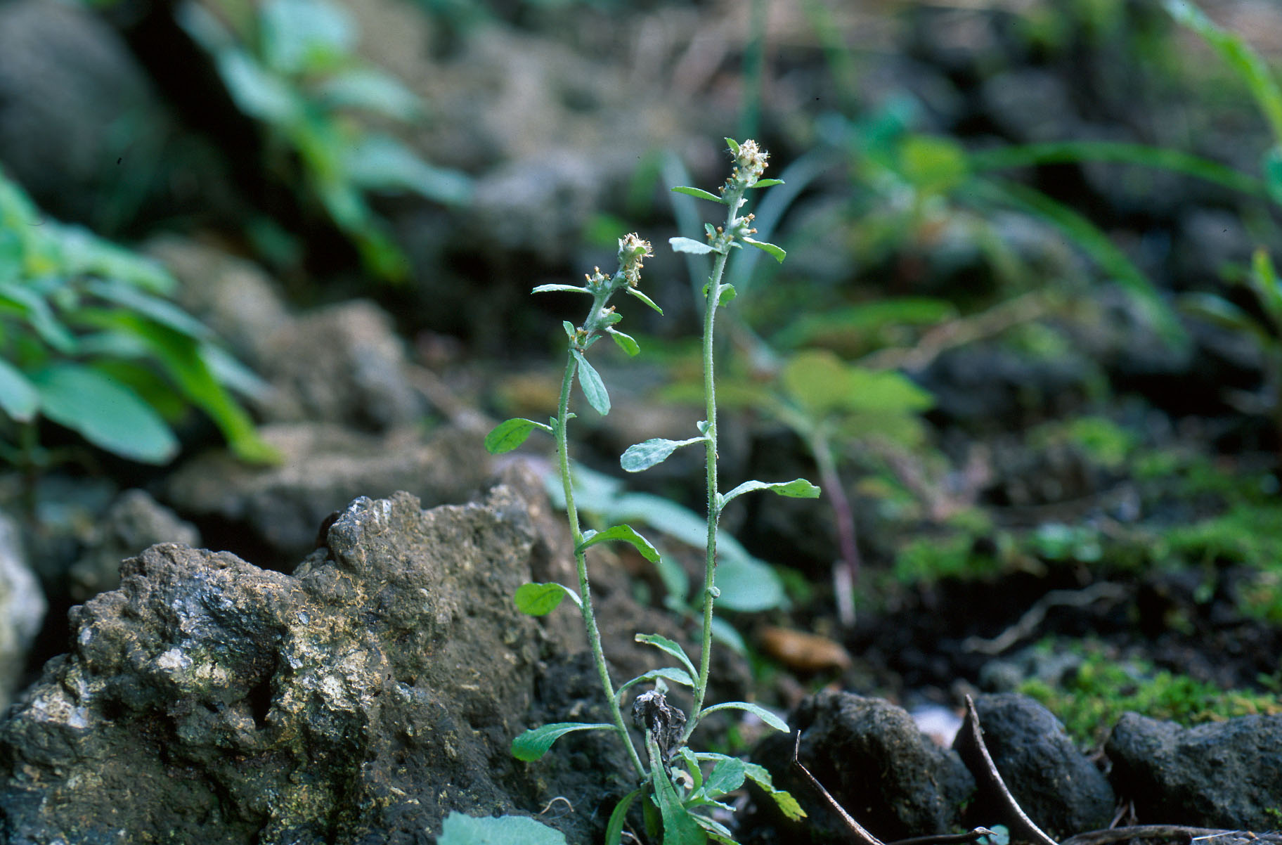 국립생물자원관 한반도의 생물다양성