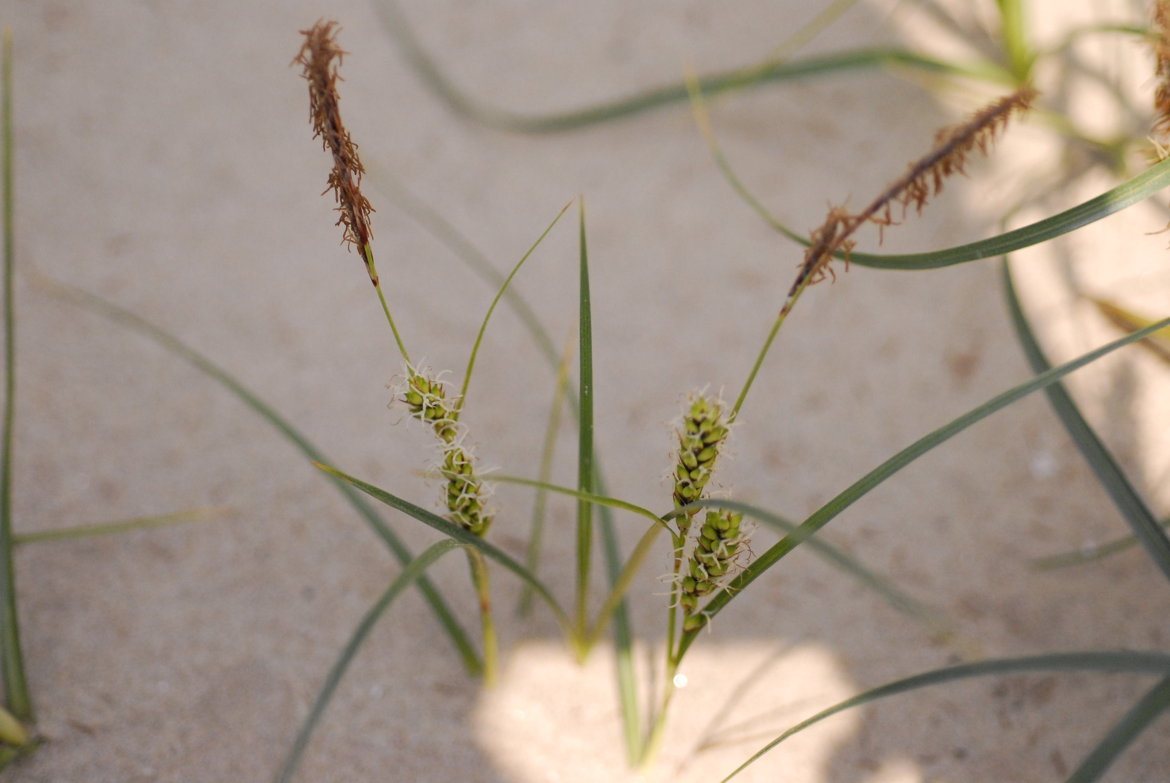 국립생물자원관 한반도의 생물다양성