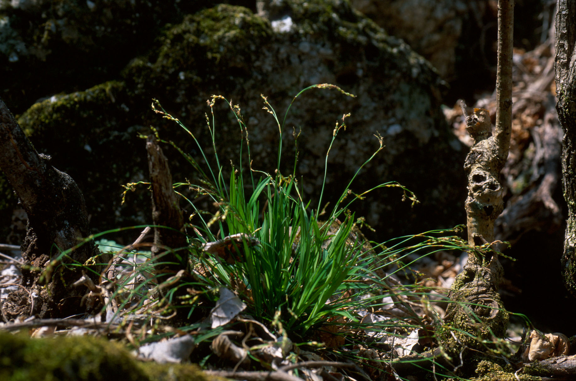 국립생물자원관 한반도의 생물다양성