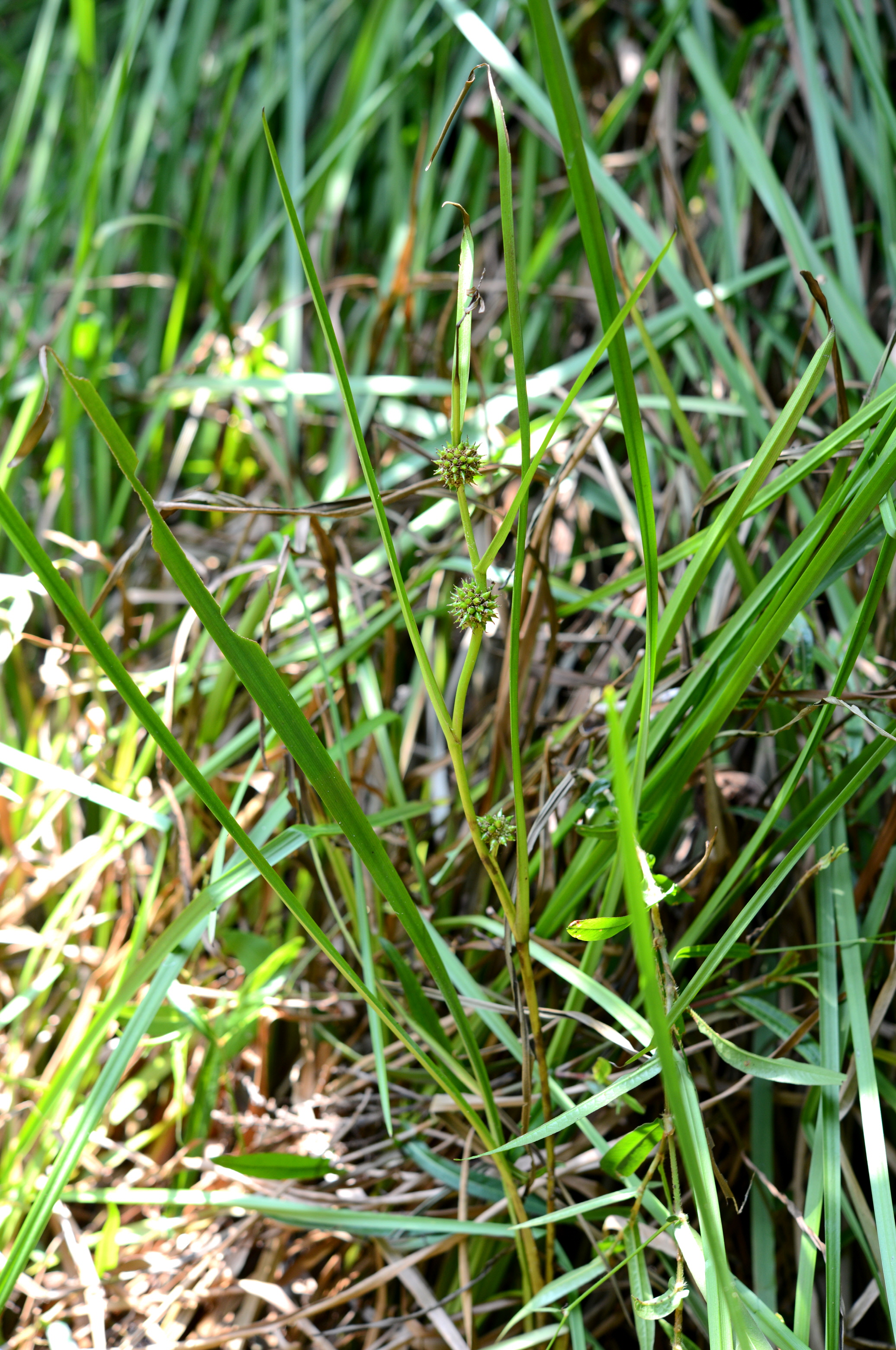 국립생물자원관 한반도의 생물다양성