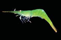 국립생물자원관 한반도의 생물다양성