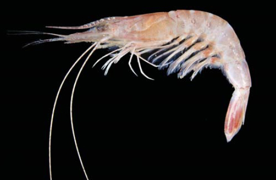 국립생물자원관 한반도의 생물다양성