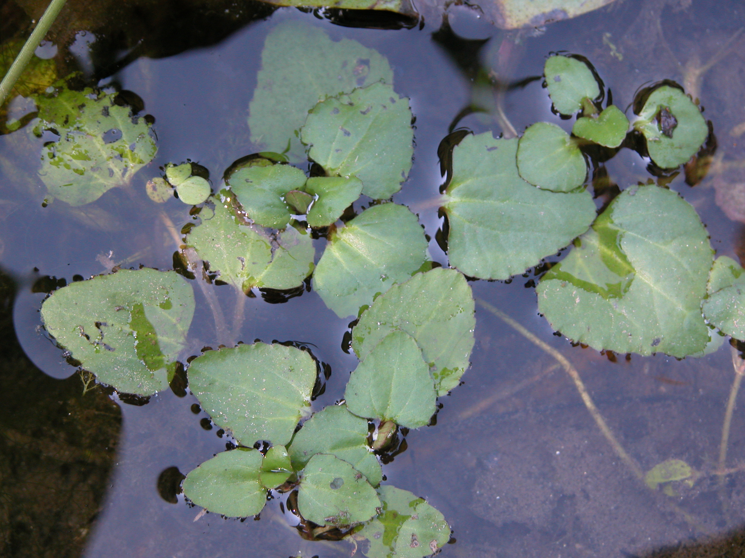 국립생물자원관 한반도의 생물다양성