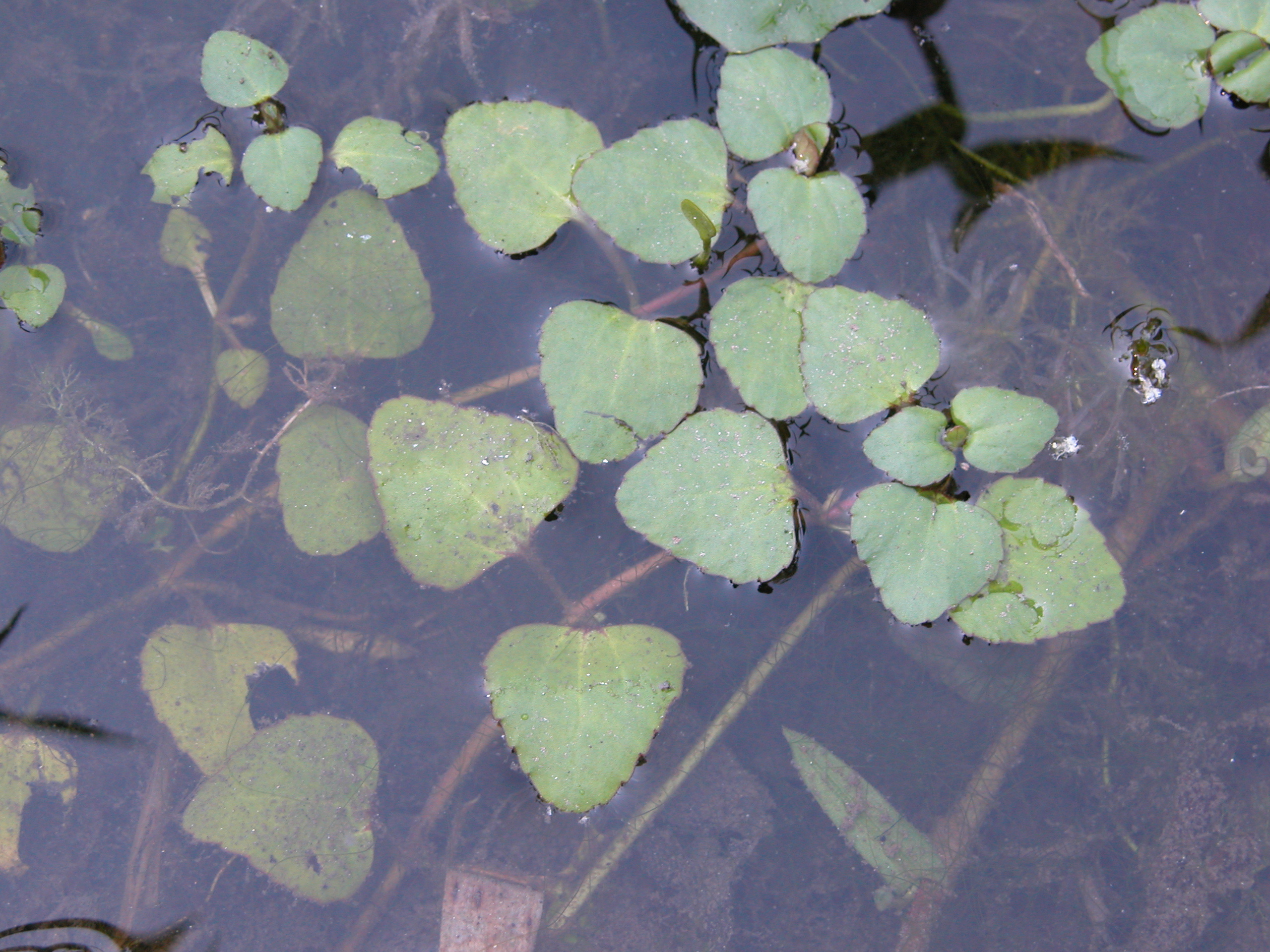 국립생물자원관 한반도의 생물다양성