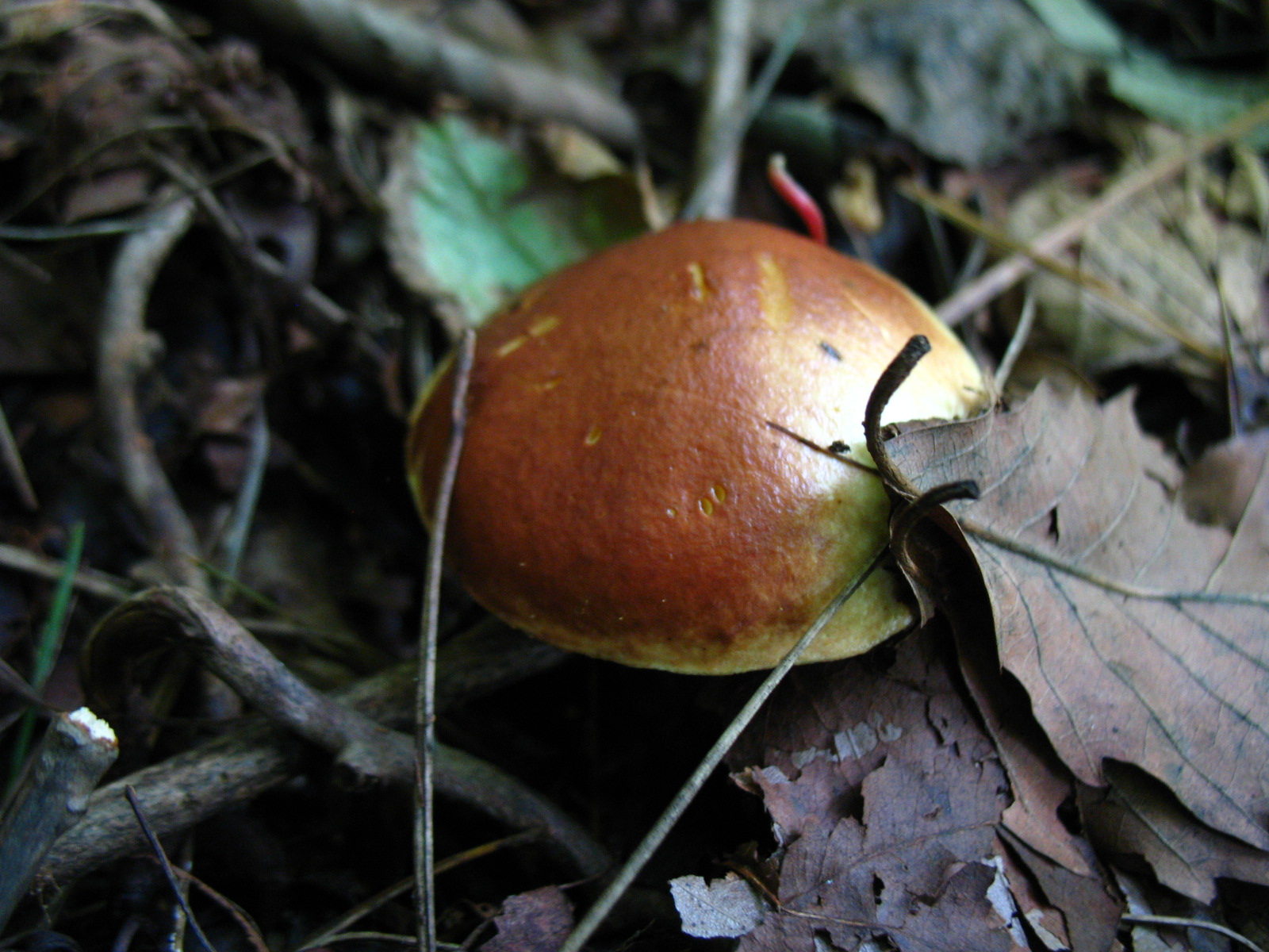 국립생물자원관 한반도의 생물다양성