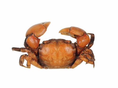 국립생물자원관 한반도의 생물다양성