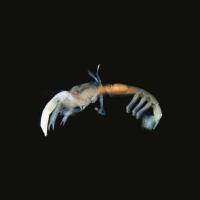 국립생물자원관 한반도의 생물다양성