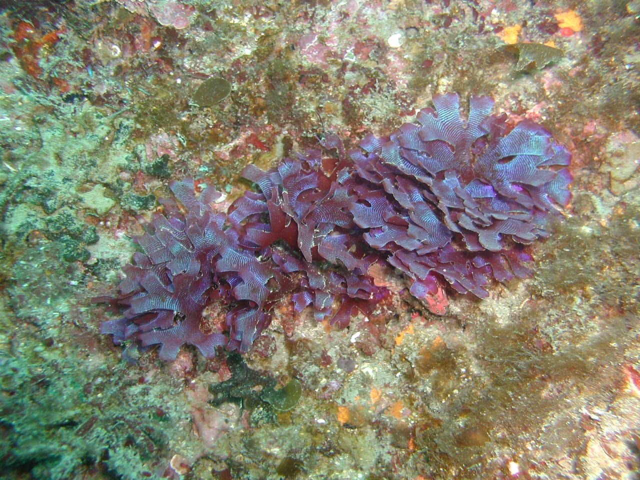 국립생물자원관 한반도의 생물다양성