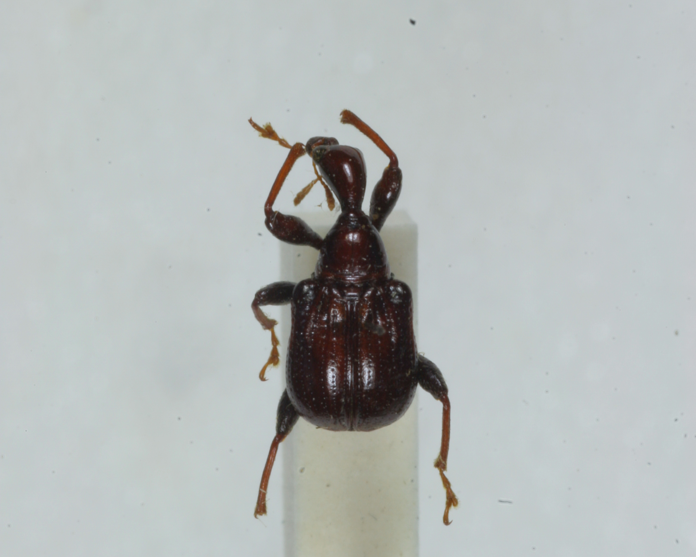 국립생물자원관 한반도의 생물다양성