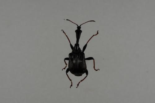 국립생물자원관 한반도의 생물다양성