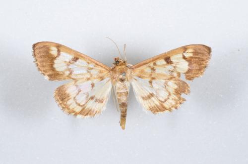 국립생물자원관 한반도의 생물다양성