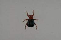 국립생물자원관 한반도의 생물다양성