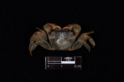 국립생물자원관 한반도의 생물다양성