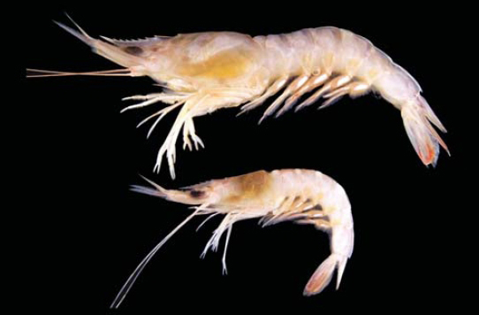 국립생물자원관 한반도의 생물다양성