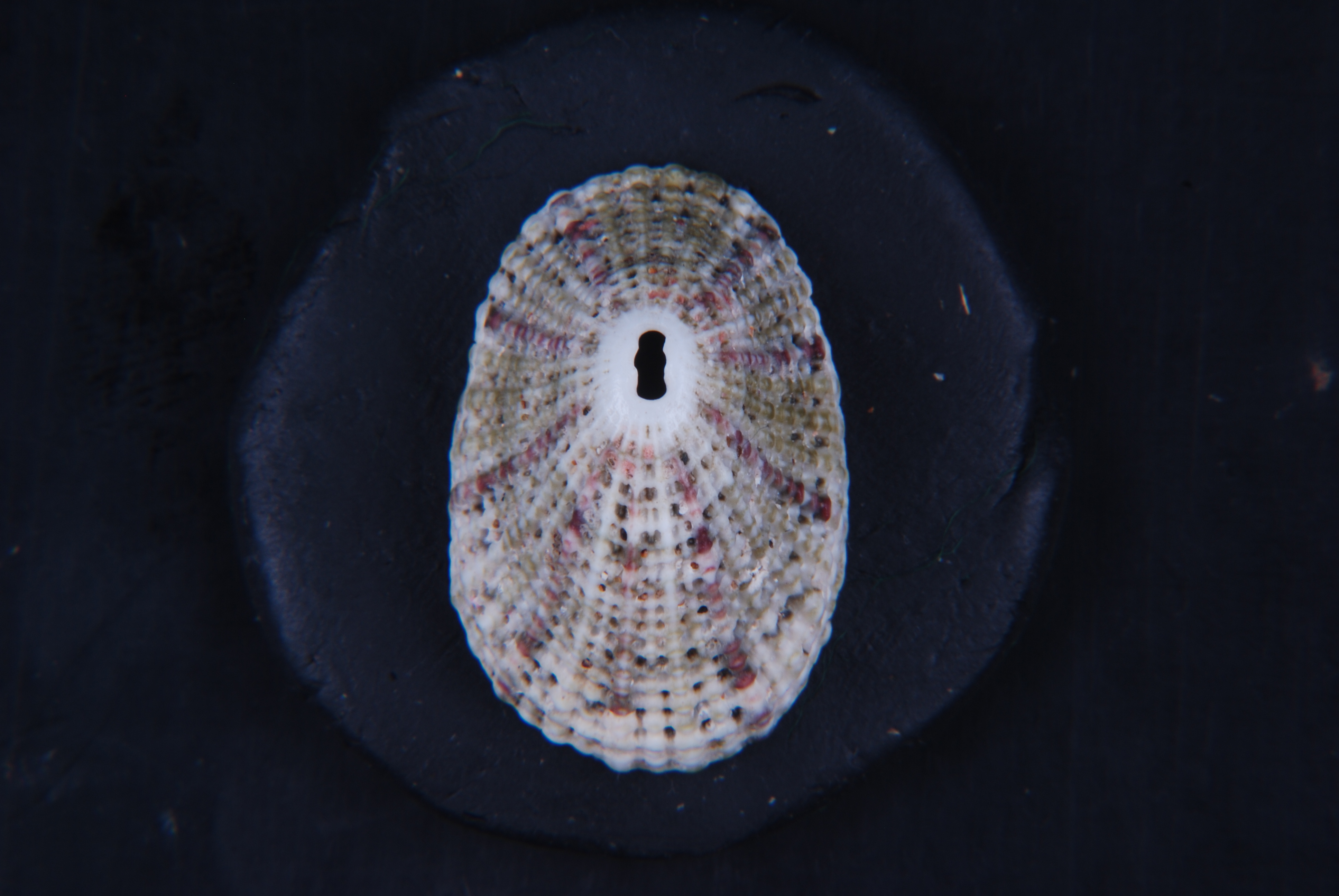 국립생물자원관 한반도의 생물다양성