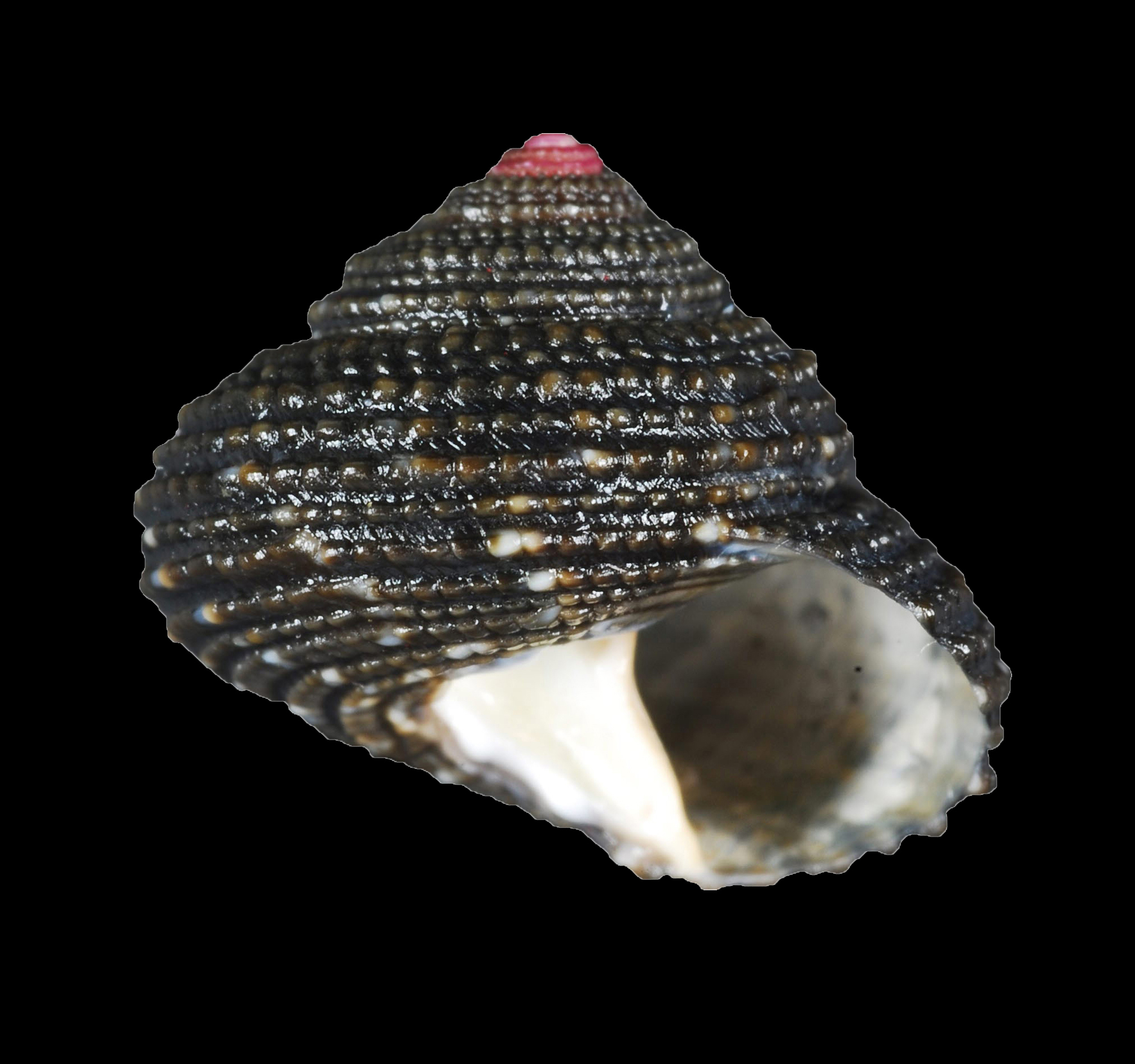 국립생물자원관 한반도의 생물다양성