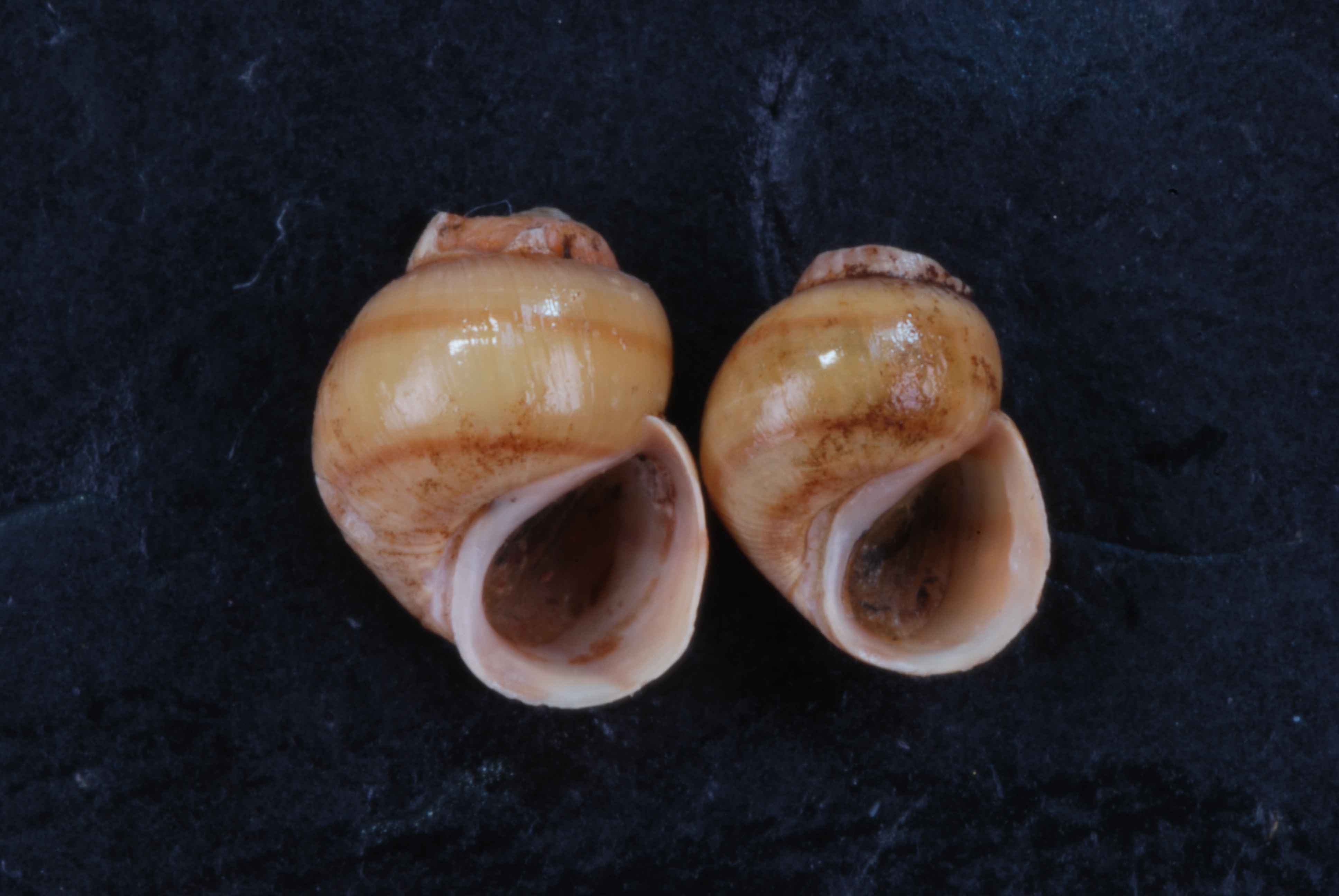 국립생물자원관 한반도의 생물다양성