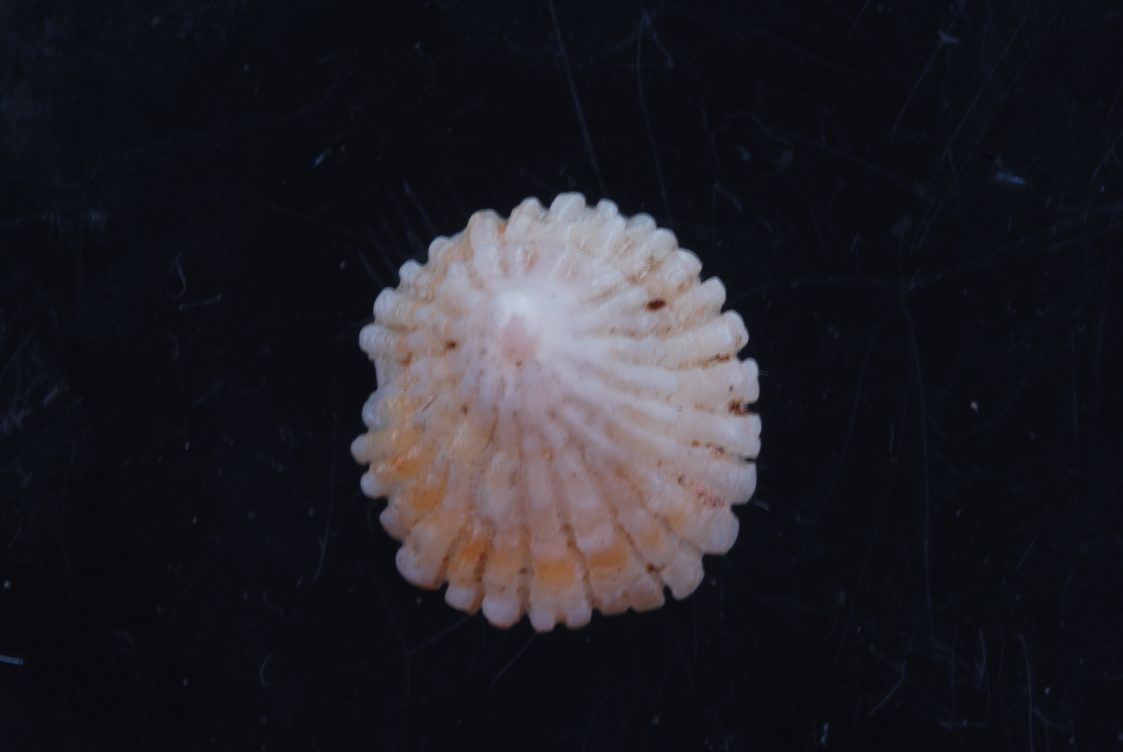 국립생물자원관 한반도의 생물다양성