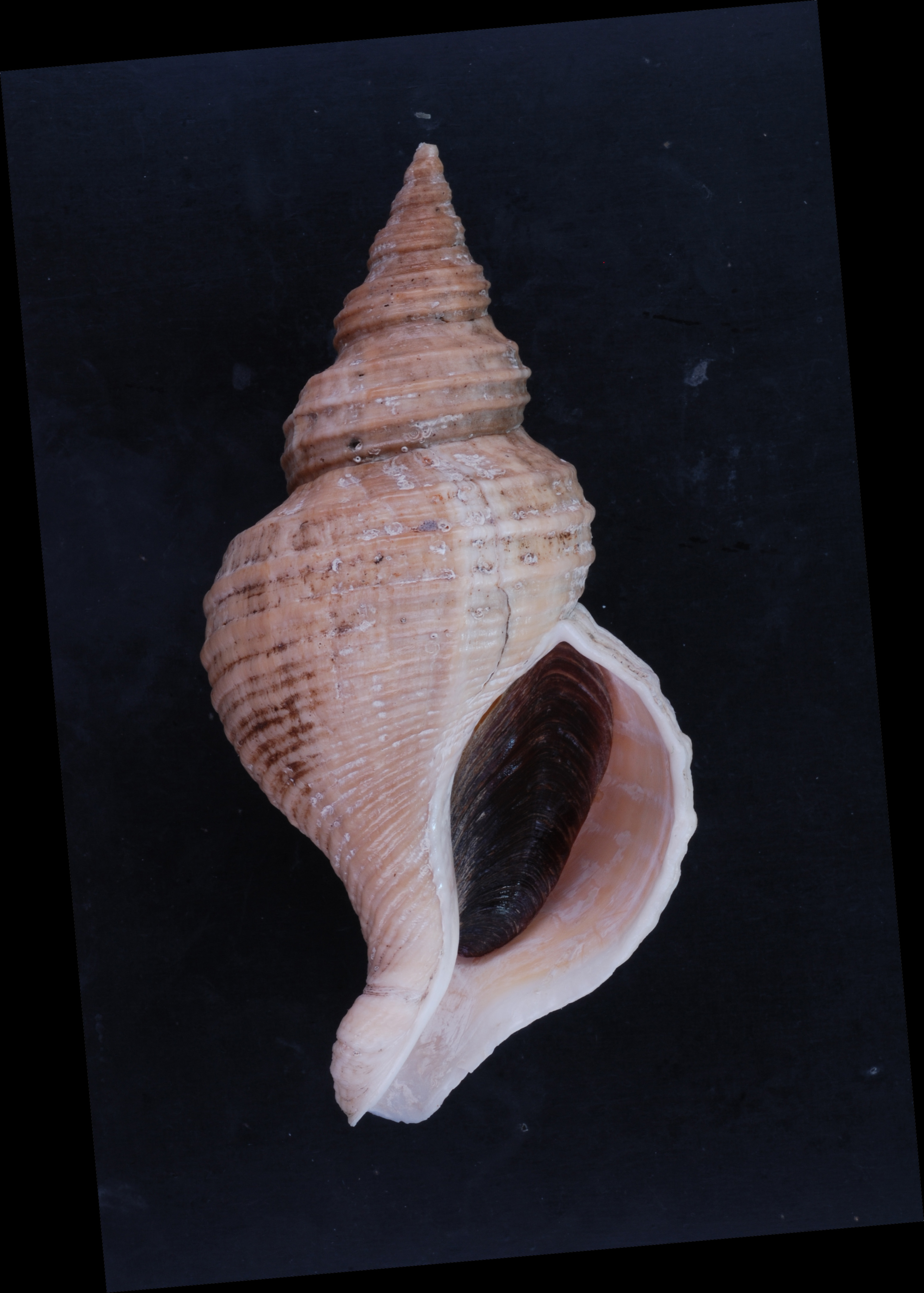 국립생물자원관 한반도의 생물다양성