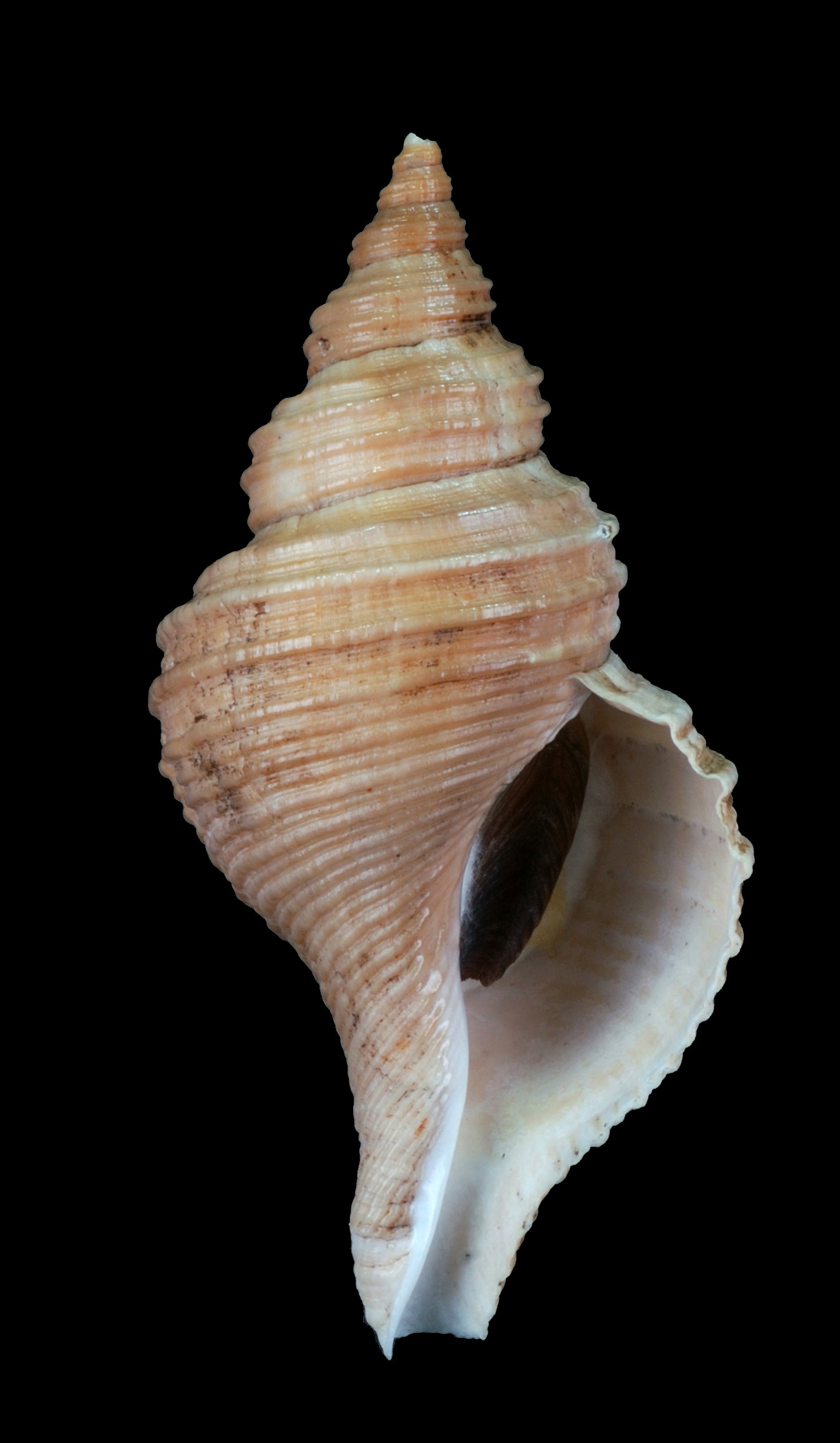 국립생물자원관 한반도의 생물다양성