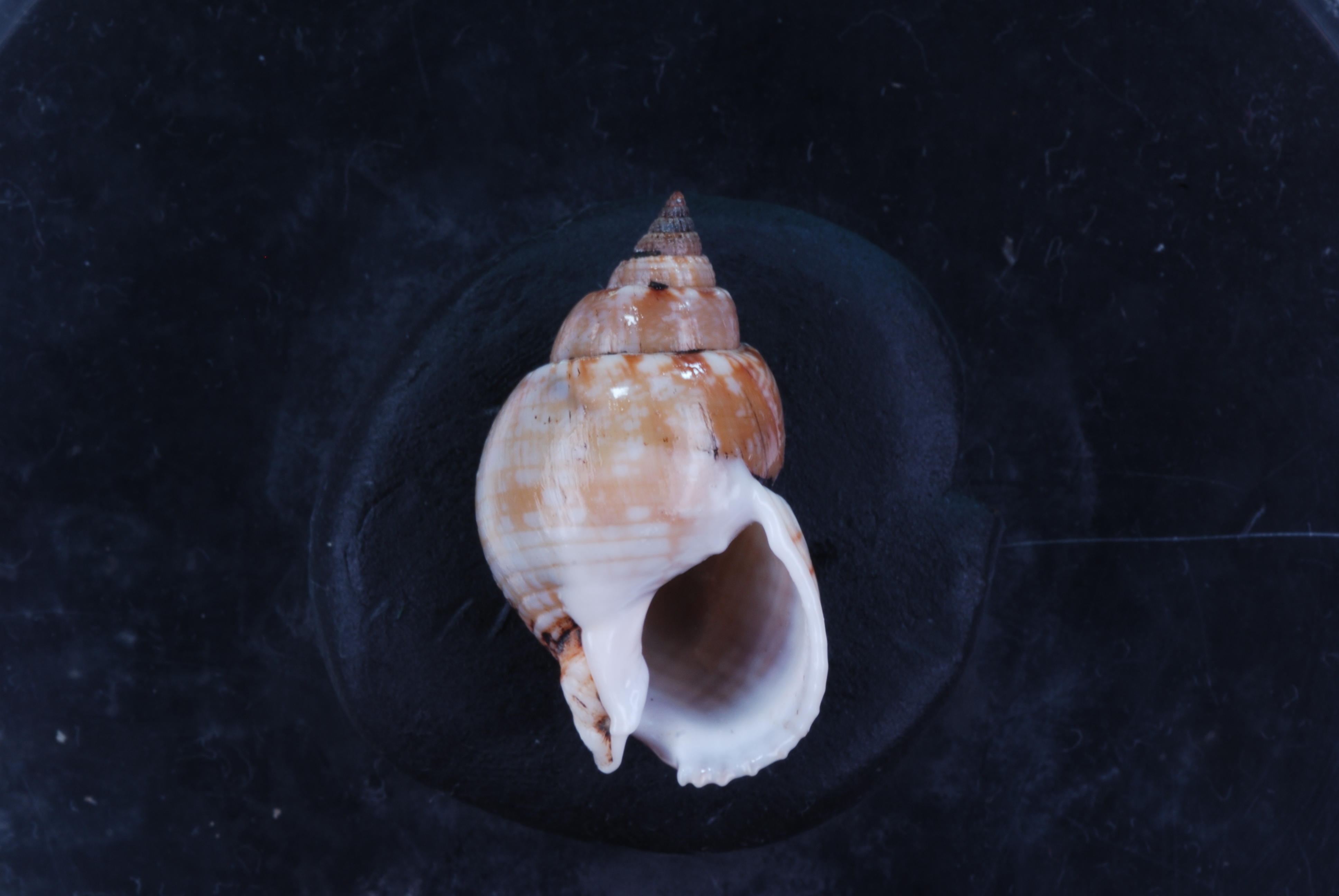 국립생물자원관 한반도의 생물다양성