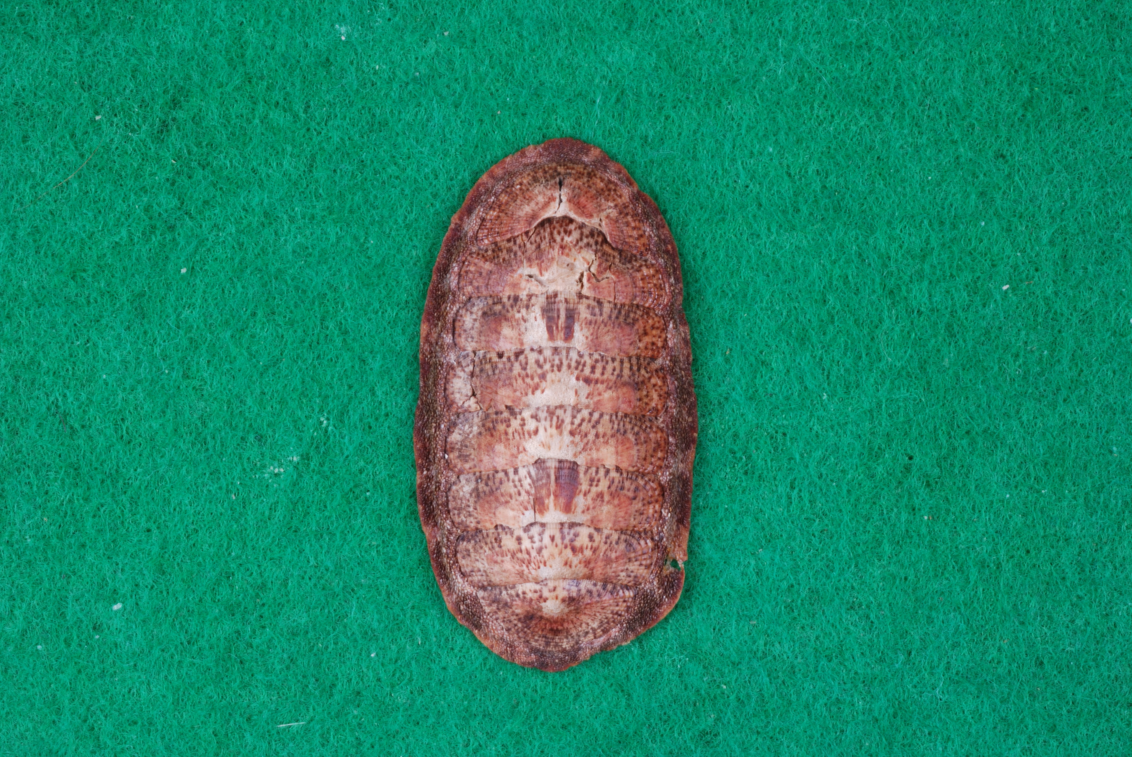 국립생물자원관 한반도의 생물다양성