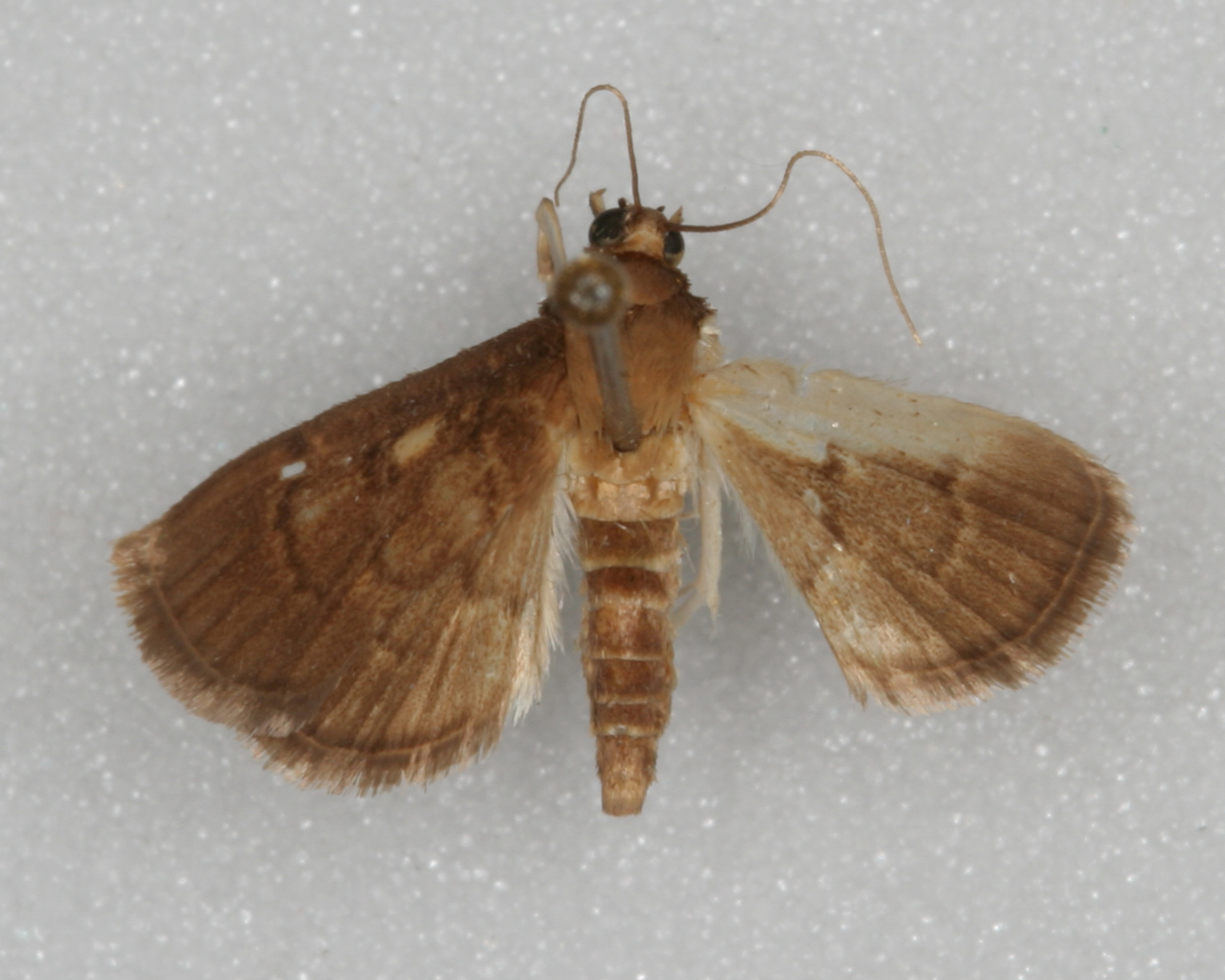 국립생물자원관 한반도의 생물다양성