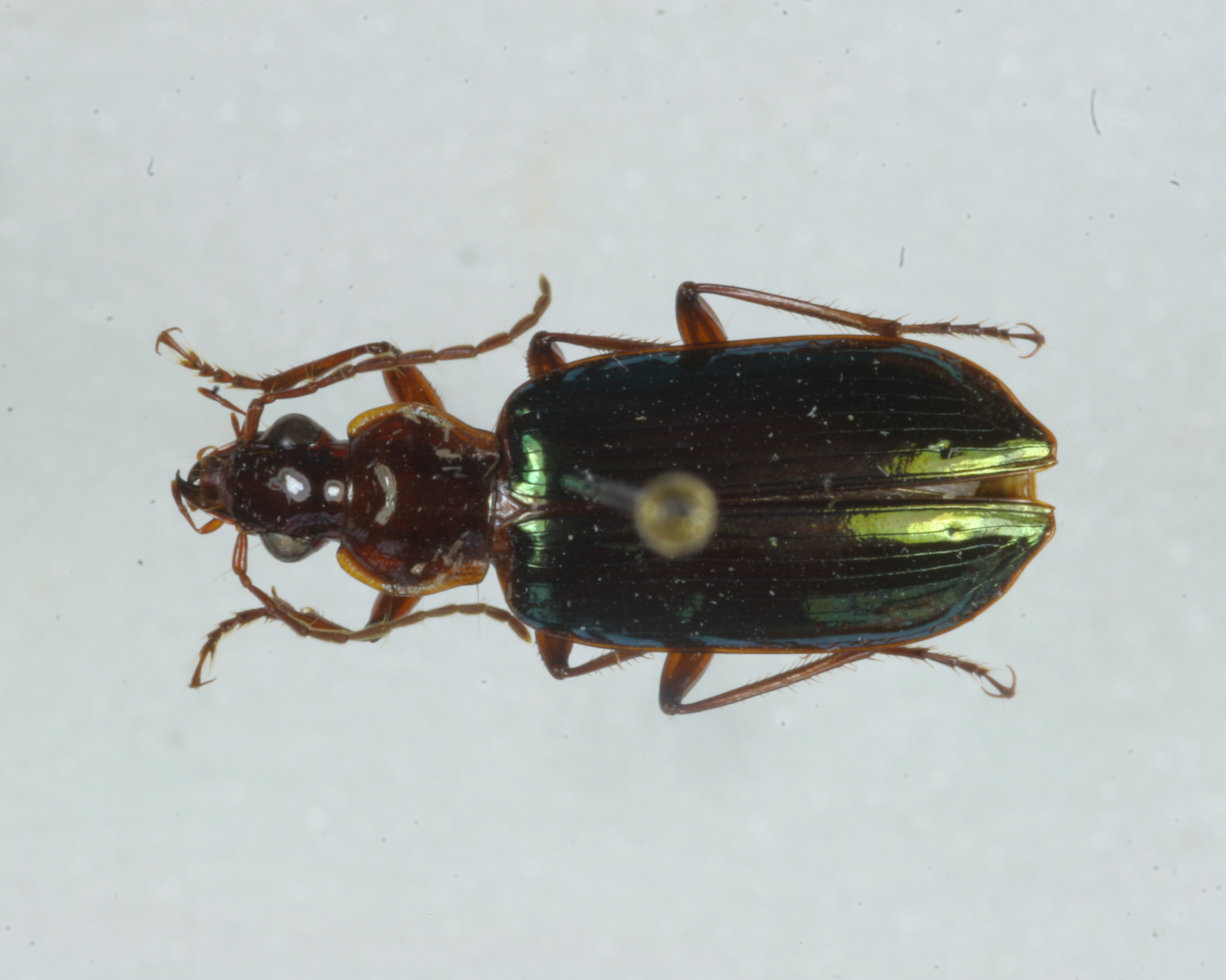 국립생물자원관 한반도의 생물다양성