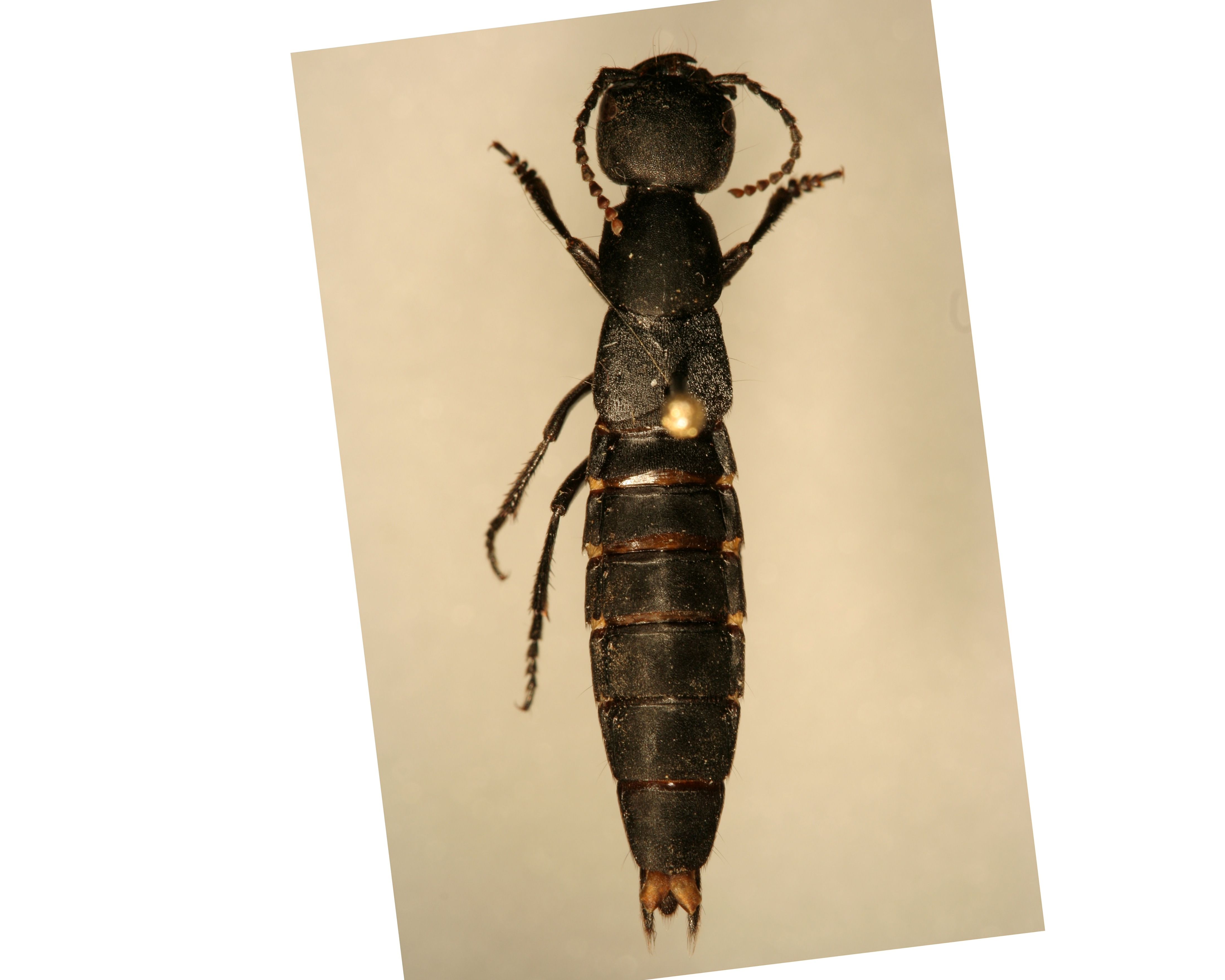 국립생물자원관 한반도의 생물다양성