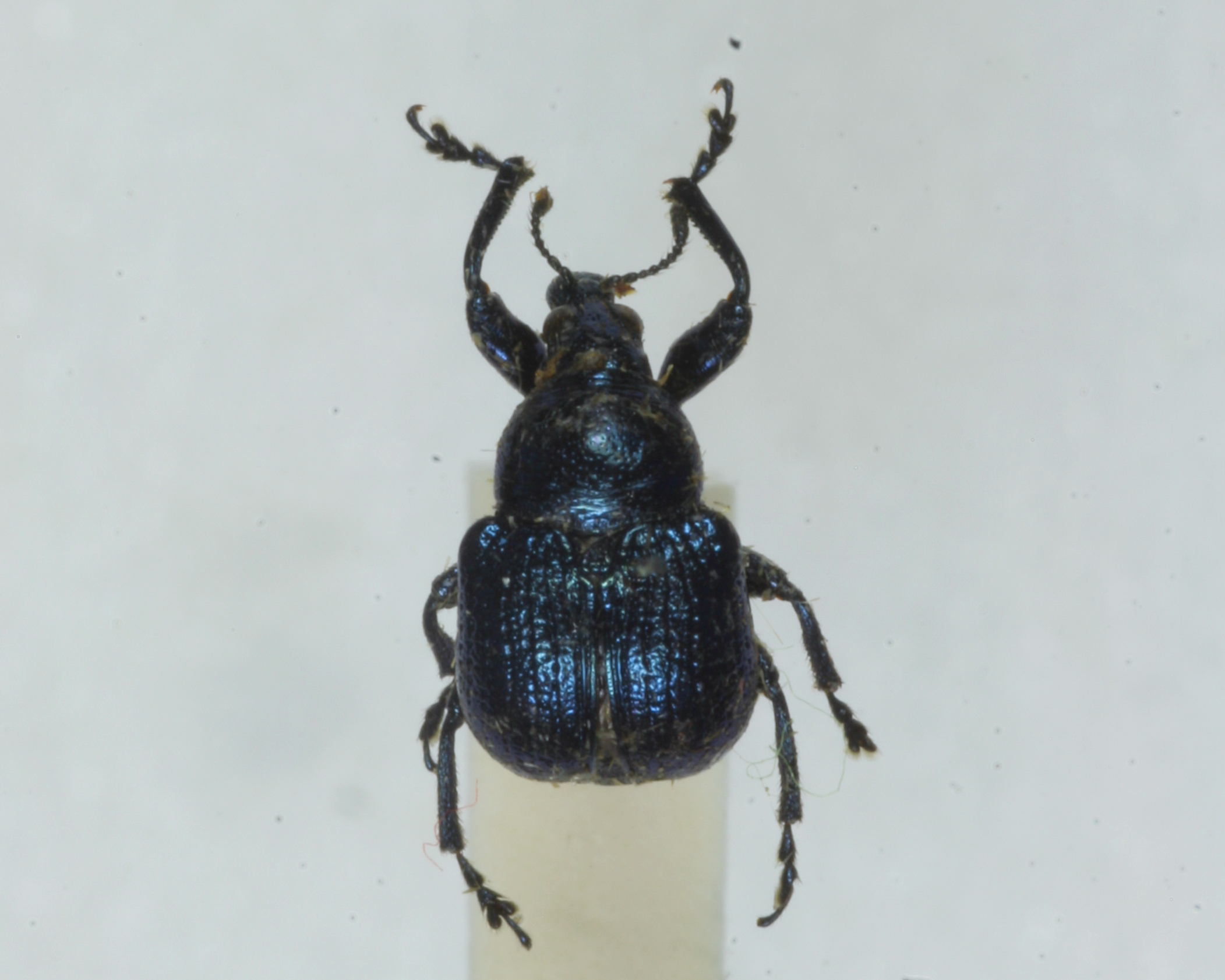 국립생물자원관 한반도의 생물다양성