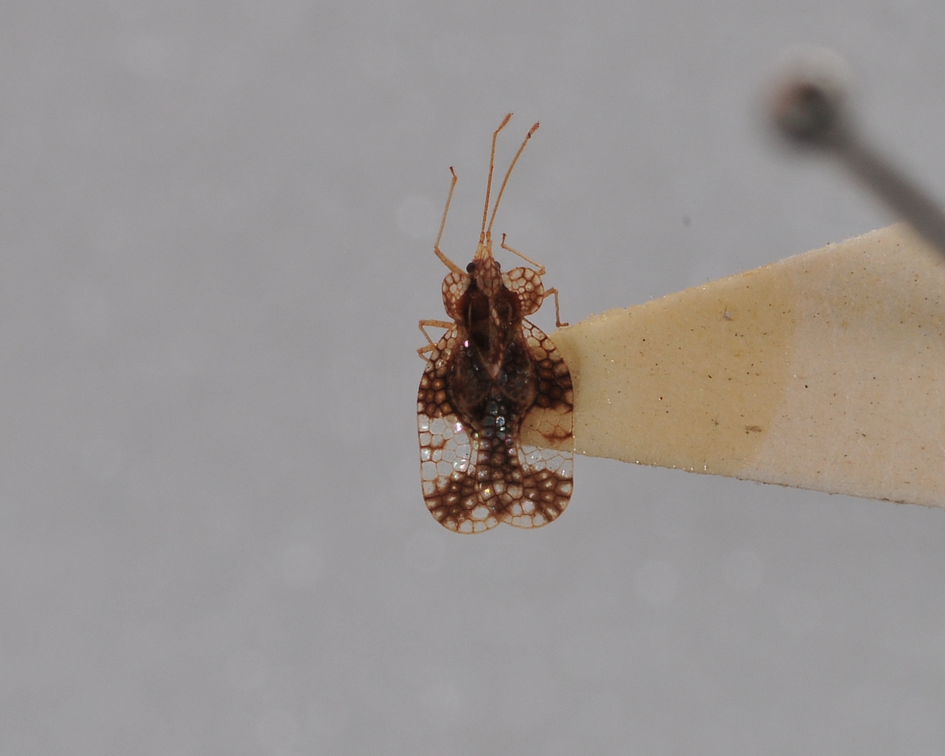 버드나무 방패와 브룩 방패