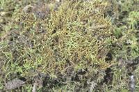 국립생물자원관 한반도의 생물다양성