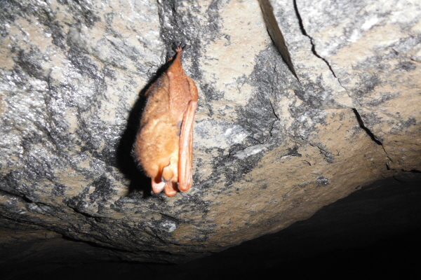 국립생물자원관 한반도의 생물다양성