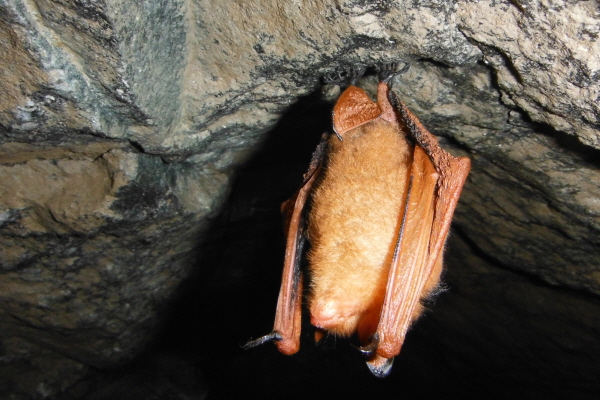 국립생물자원관 한반도의 생물다양성