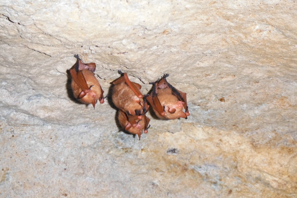 국립생물자원관 한반도의 생물다양성