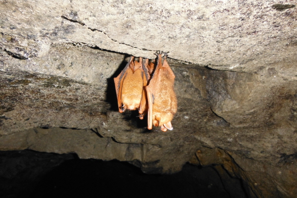 국립생물자원관 한반도의 생물다양성