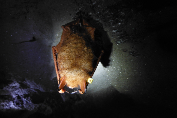 국립생물자원관 한반도의 생물다양성