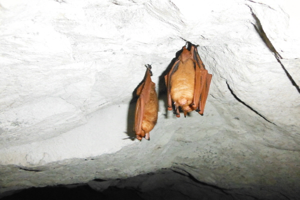 국립생물자원관 한반도의 생물다양성