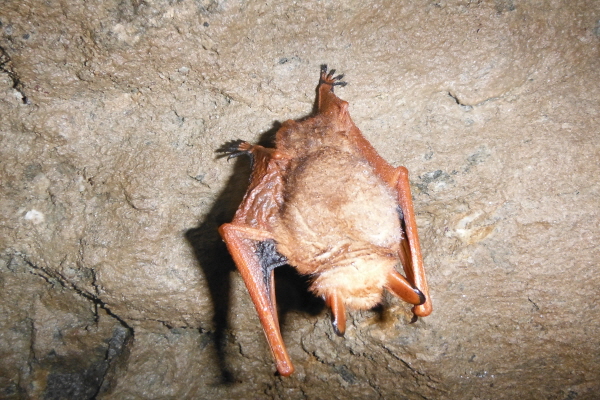 국립생물자원관 한반도의 생물다양성